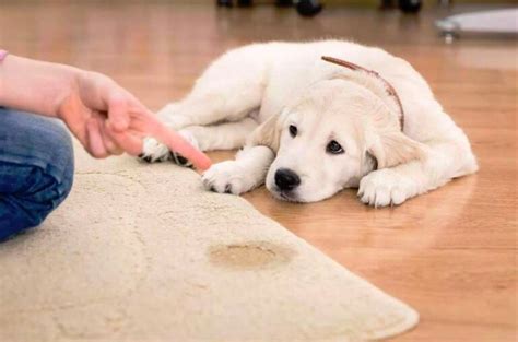 How to Get Urine Out of Carpet - Brothers Carpet Cleaning