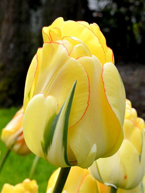 Tulip Bulbs | Akebono | Tulip Bulbs for Sale | DutchGrown