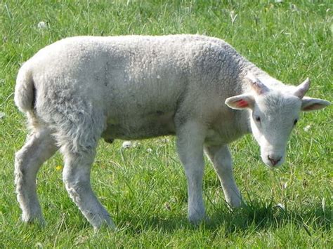 Wiltshire Horn lamb, Bishopstone © Maigheach-gheal :: Geograph Britain ...