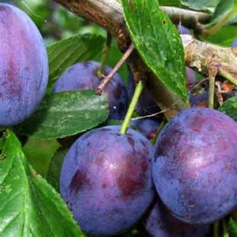 Саджанці сливи Волошка — Приватний плодорозсадник Таміли Самар | Edible ...