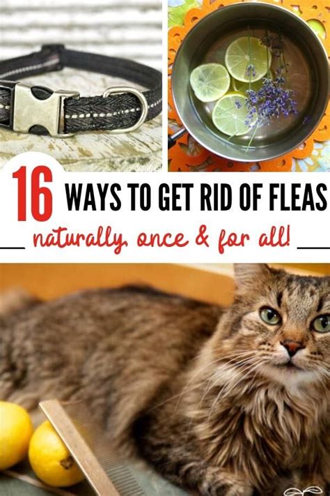 Homemade Remedies For Fleas On Dogs