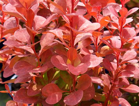 Berberis thunbergii 'Orange Rocket' (Japanese Barberry)