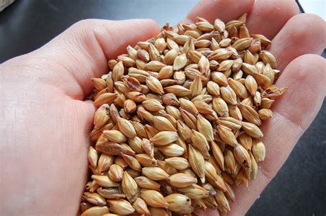 Как вырастить солод для пива