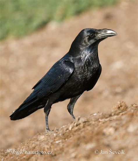 Common Raven Photos, Common Raven Images, Nature Wildlife Pictures ...