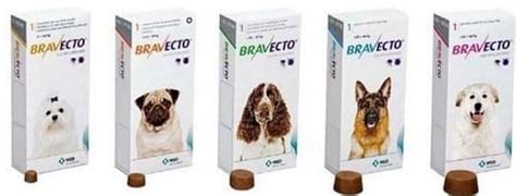 Демодекоз у собак: фото, лечение, симптомы, препараты