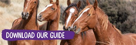Submission Guide for Brumbies - Animal Justice Party Victoria