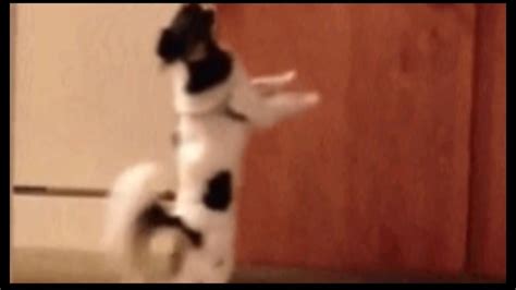 chipichipichapachapa dog 10minutes - YouTube