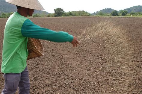 Direct Seeded Rice (DSR) - Modernizing Agriculture for Efficiency and ...