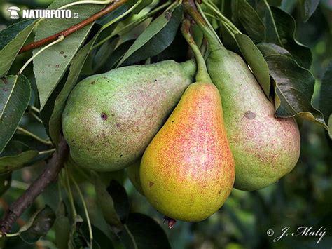 Pyrus sp. Pictures, Pear Images, Nature Wildlife Photos | NaturePhoto