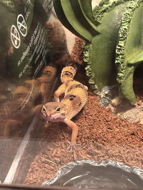 What morph could my Leo be? : r/leopardgeckos