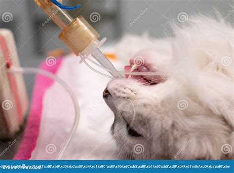 In Surgery, a Cat with a Tracheal Tube is Lying on the Operating Table Connected To a Gas ...