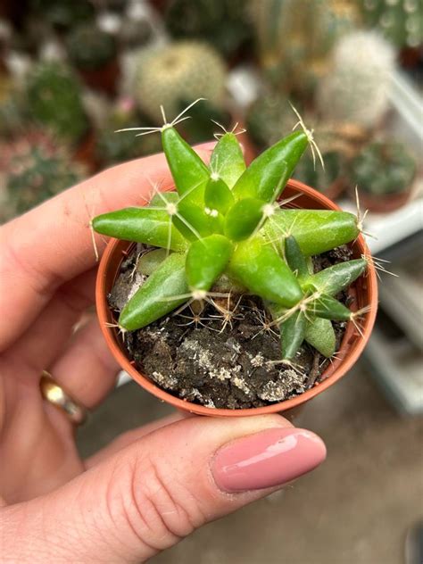 Dolichothele longimamma | Cactuses \ Dolichothele | Kaktusy, sukulenty ...