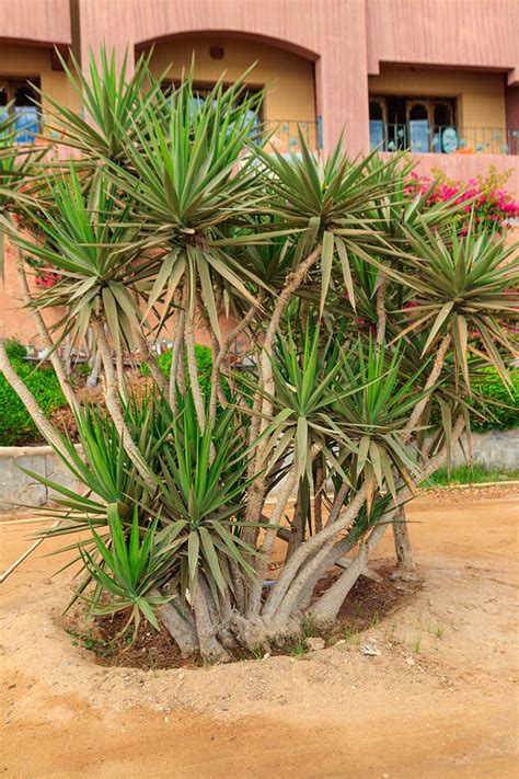 How to care for Dracaena Marginata - Guzman's Garden Centers