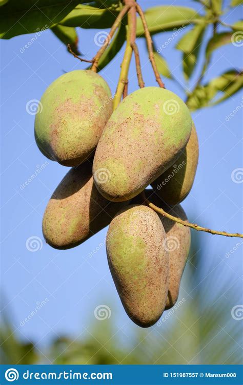 390 Dirty Mango Photos - Free & Royalty-Free Stock Photos from Dreamstime