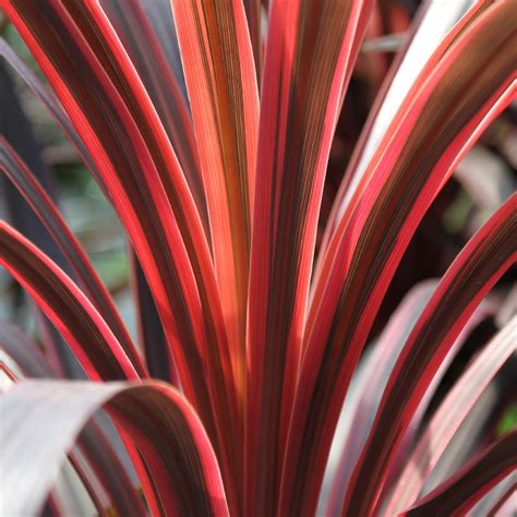 Кордилина (Cordyline) - PictureThis