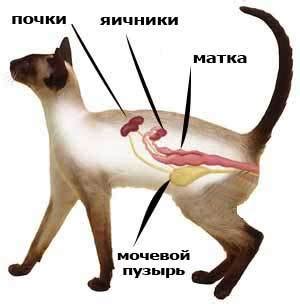 Новейшие методы стерилизации кошек и кастрации и котов — Save Animals ...
