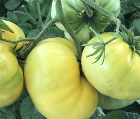 Томат Гном сладкая Сью - Dwarf Sweet Sue - Садоводство с Еленой