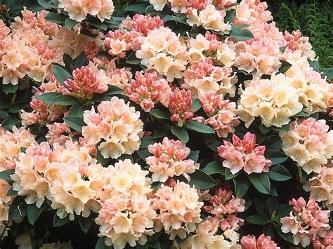 Купить Рододендрон якушиманский 'Голден Торч' / Rhododendron ...