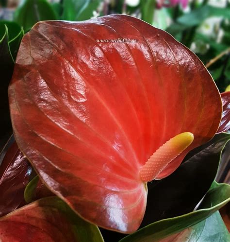 Anthurium Rainbow Champion (деленка без цветов)