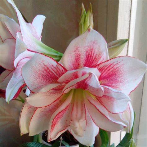 Гиппеаструм (@maksimushkinanadezhda) | Amaryllis flowers, Flowers ...