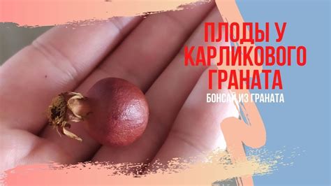 Бонсай из карликового граната нана. Выращивание граната в домашних ...
