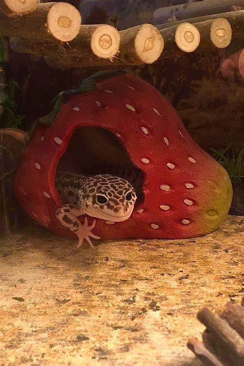 Moist Hide Ideas for Leopard Geckos | Leopard gecko cute, Leopard gecko, Gecko