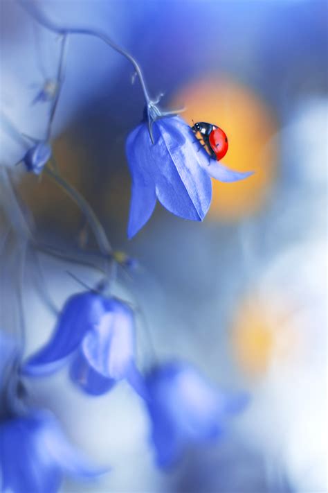 Фото Божья коровка на голубом колокольчике, фотограф Elena Andreeva