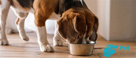 🐶Аллергия у собаки: диагностика и лечение. Причины и симптомы аллергии ...
