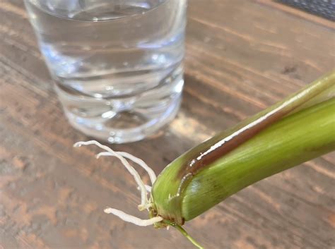 What Kind of Lemongrass Should You Grow? - Viet World Kitchen