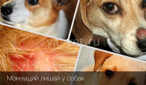 Cтригущий лишай у собак - симптомы, лечение, профилактика