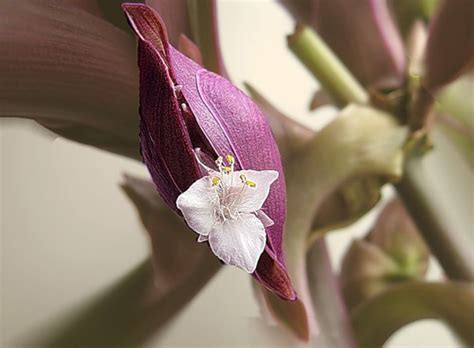Рео (Рэо) покрывальчатое / Rhoeo spathacea | отзывы