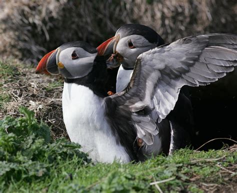 MARKS BLOG: PUFFINS...........................AND MORE PUFFINS