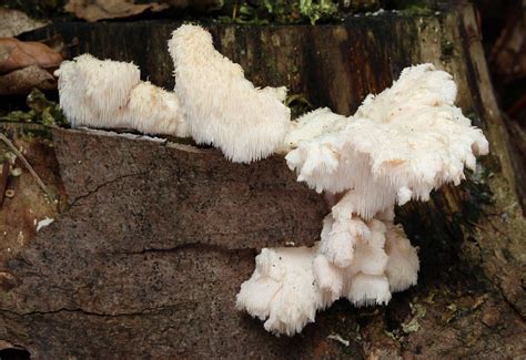 Гериций (Hericium) - Picture Mushroom