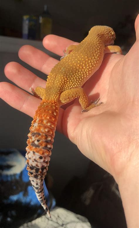 My baby had his first shed with me ! : r/leopardgeckos