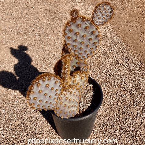 Opuntia Engelmannii ‘aciculata’ - Phoenix Desert Nursery