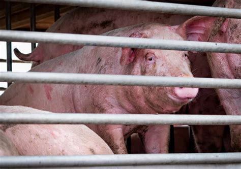 Transporting Pigs: Tips and Considerations for Moving Hogs Safely