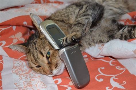 Создать мем "котик с телефоном, котенок с телефоном, кошка с ...