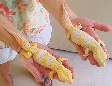 How Often Do Leopard Geckos Lay Eggs