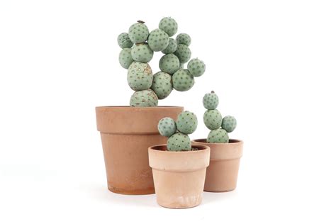 Tephrocactus geometricus – Conservatory Archives