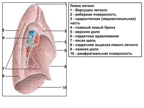 Дыхательная система - online presentation