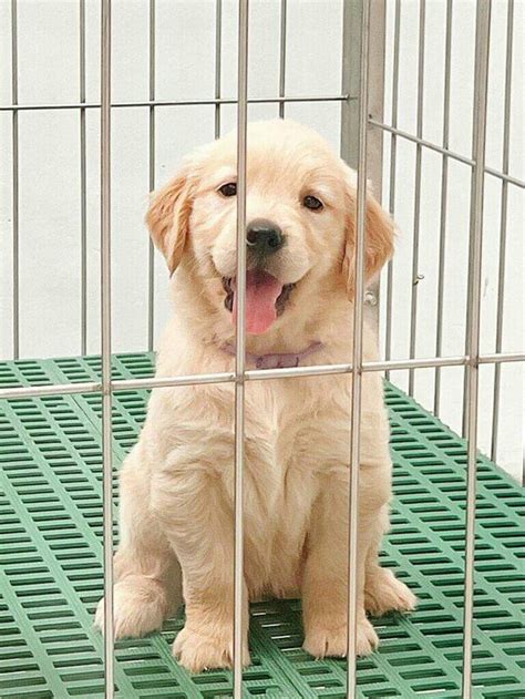 Not my pup but I thought y’all would like it. (It’s crazy hard to stay mad at those goofballs ...