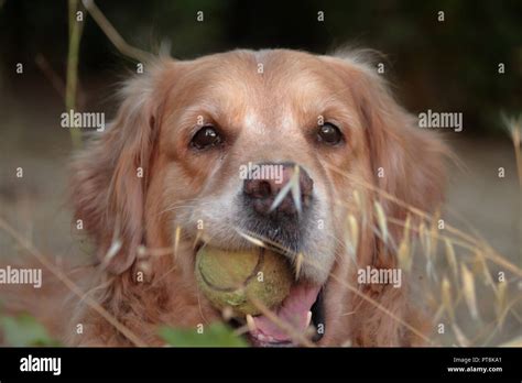 beautiful and affectionate long-haired golden retriever playing happily in complete freedom with ...