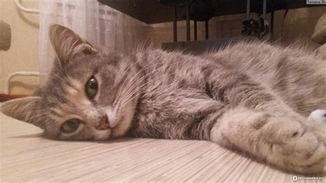 Наполнитель для кошачьего туалета Кошкин секрет - «Бюджетный ...