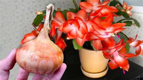 Капаю Под Все Цветы в Доме - Зацветают Как Сумасшедшие! | Idee giardino ...