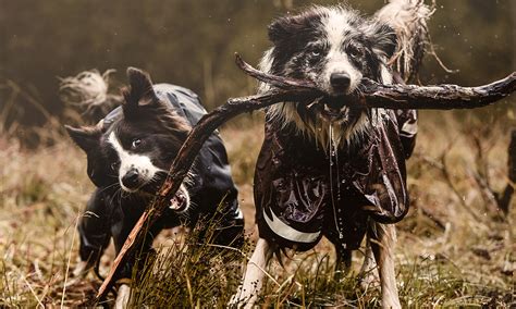 Hurtta - Scandinavian Outdoor Group