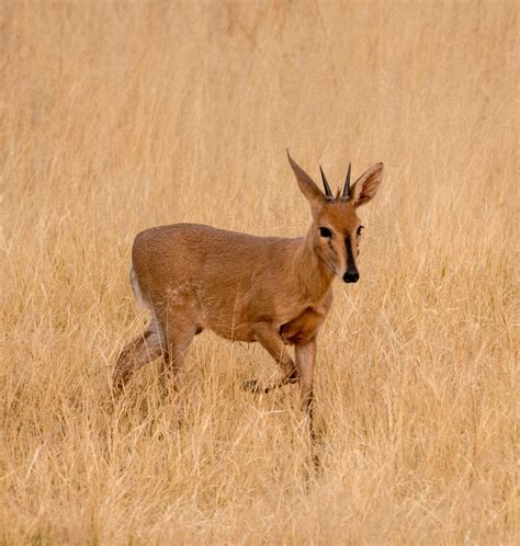D80_6374 | Ducker Duiker Kronenducker Cephalophini Bock mit … | Flickr