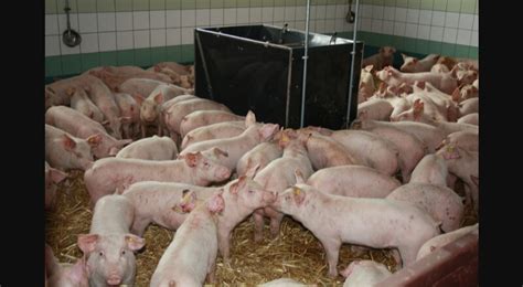 Продам поросята, купити поросята — Agro-Ukraine