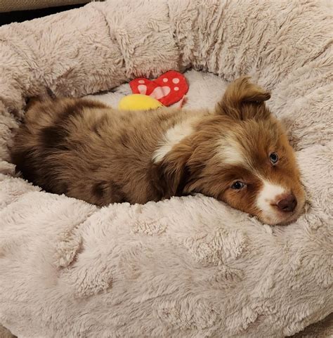 Meet Millie! : r/MiniAussies