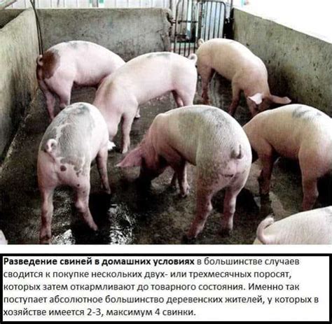 Как правильно кормить поросят, чтобы они быстро набрали вес: правила ...