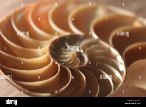 nautilus shell symmetry Fibonacci half cross section spiral golden ratio structure growth close ...
